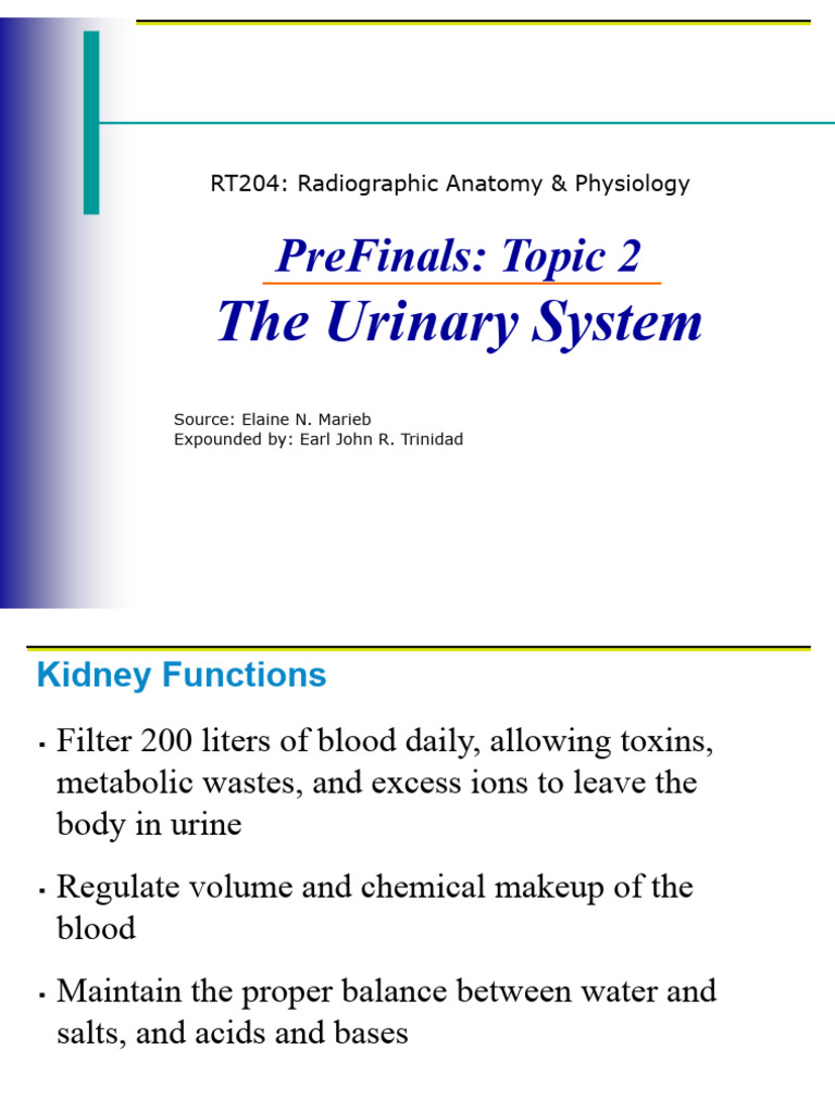 Urinary System PPT PREFINAL | PDF | Kidney | Urinary System