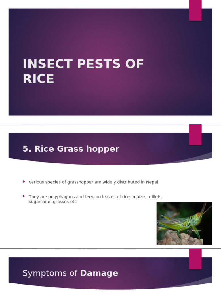 134-Insect Pests of Rice | PDF | Home & Garden