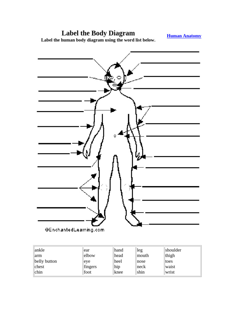 Label the Body Diagram | PDF