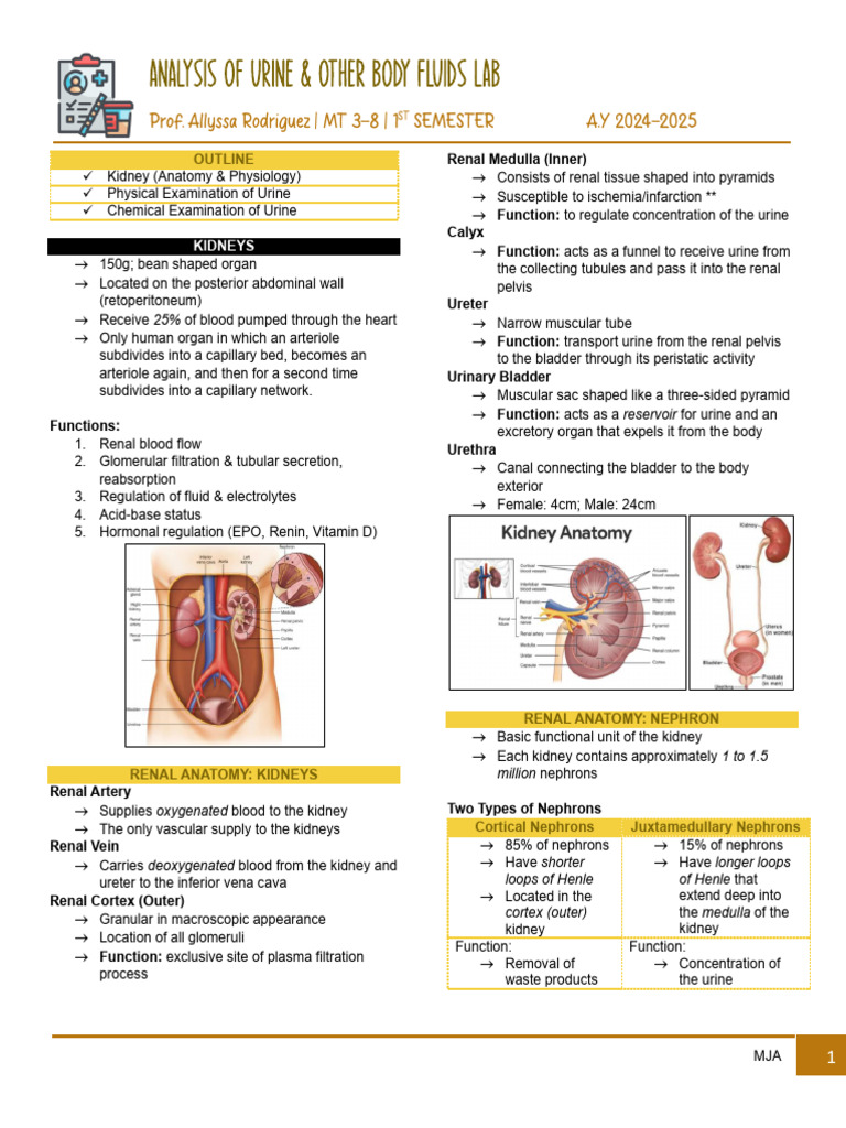 Kidney, Physical & Chem Exam of Urine | PDF | Kidney | Urinary System