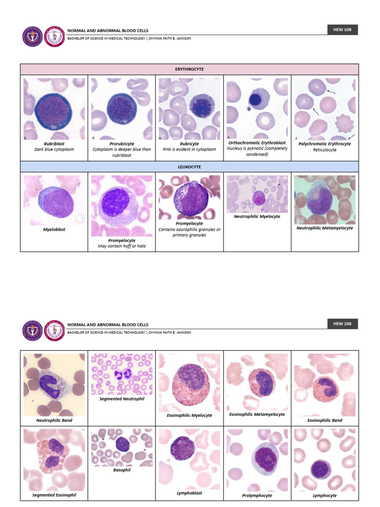 Blood-Cells | PDF | White Blood Cell | Vertebrates