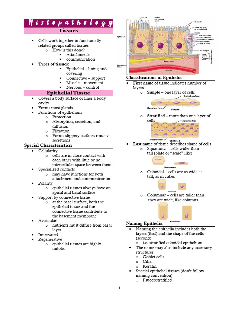 Histopathology Notes | PDF | Epithelium | Connective Tissue