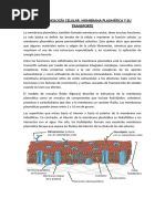 Difusión Simple en Membranas Celulares | PDF | Membrana celular | Canal ...