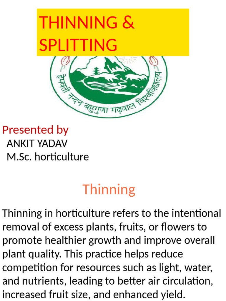 THINNING & SPLITTING - WPS Office | PDF | Plants | Root