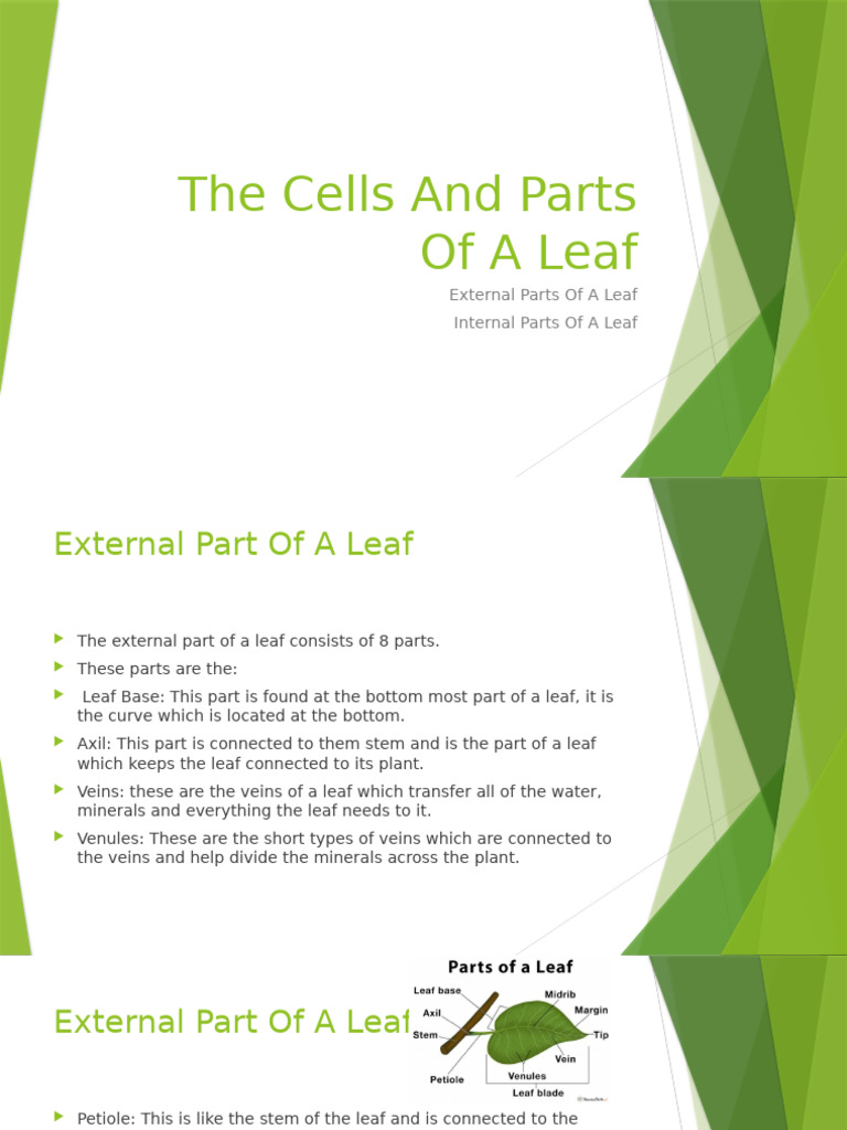 Leaf Structure: Internal and External Parts | PDF | Leaf | Biology