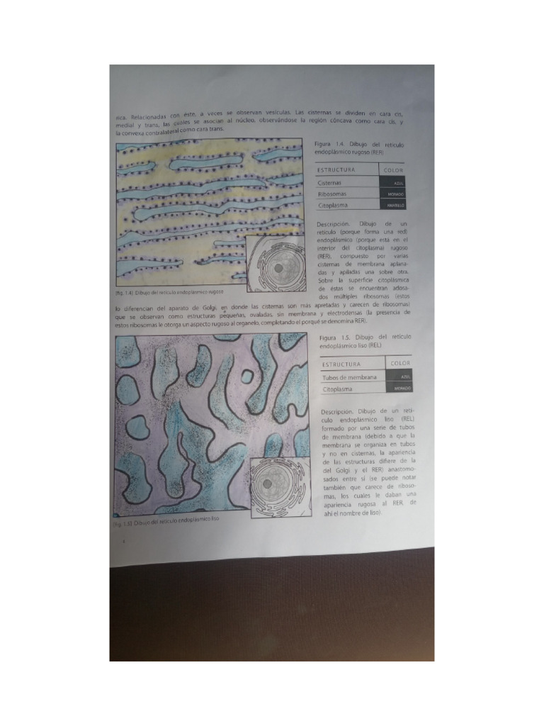 Reticulo Endoplasmico Rugoso y Liso | PDF