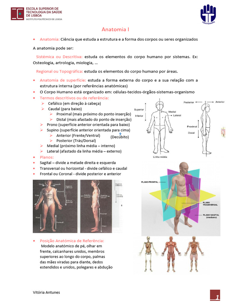 Sebenta Anatomia | PDF | Crânio | Osso