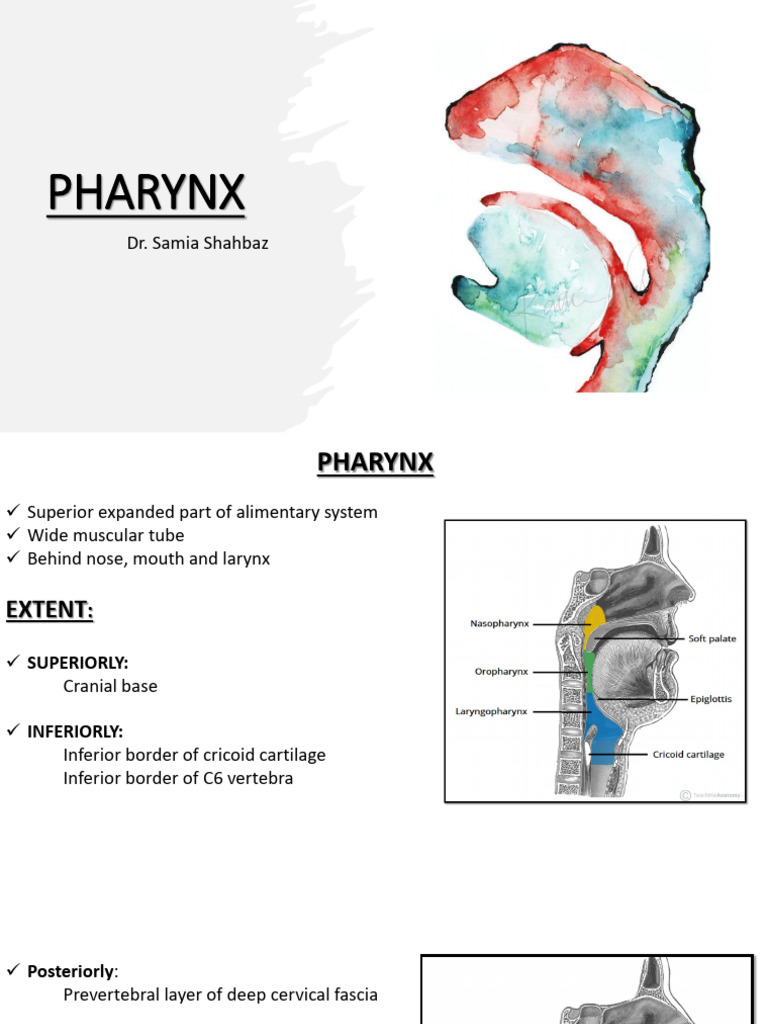 7.pharynx | PDF | Larynx | Common Carotid Artery