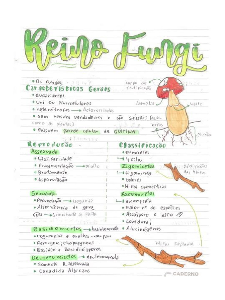 Reino Fungi | PDF