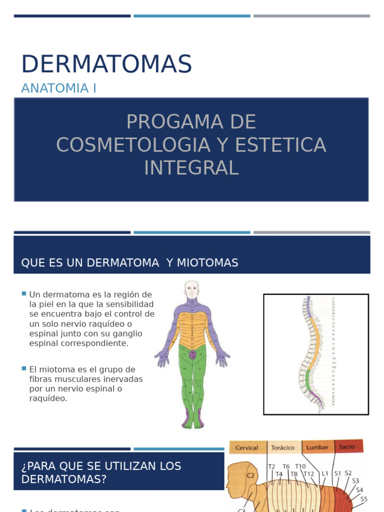 Dermatomas Anatomia I | PDF | Anatomía humana | Sistema nervioso