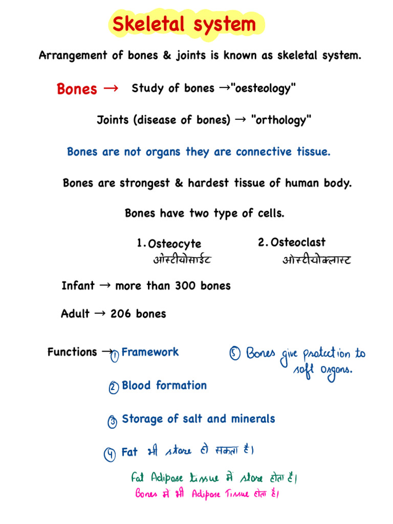 Skeletal System - 360028 - Crwill | PDF | Bone | Skeleton