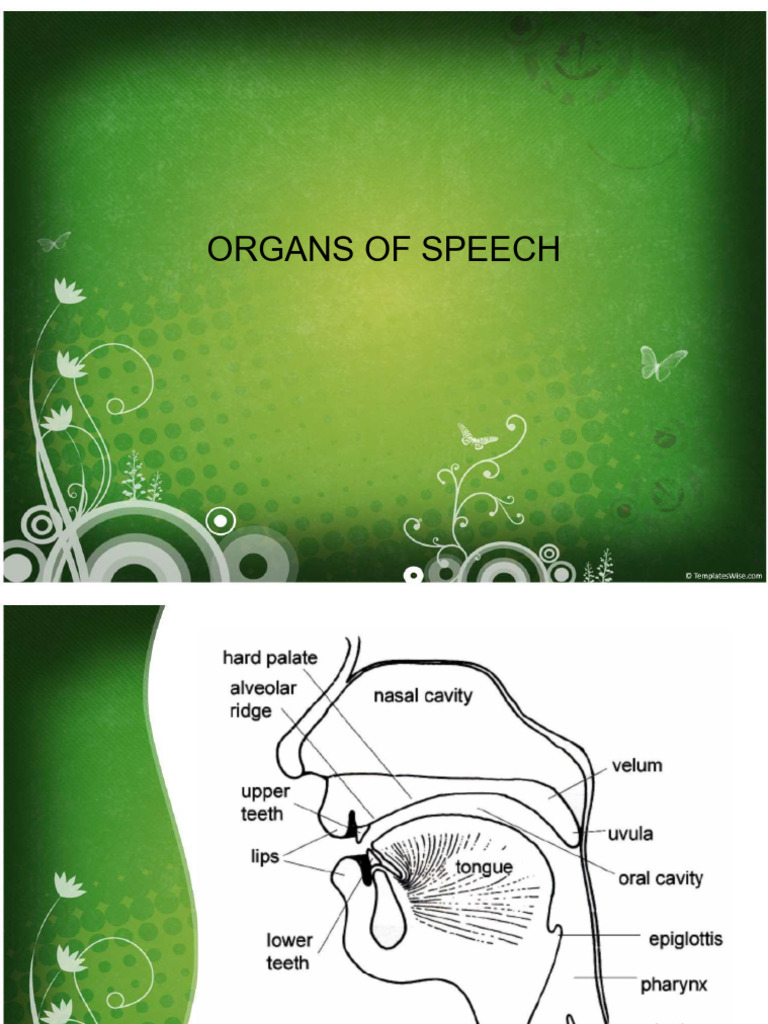 Organs of Speech - Places and Manners of Articulation of Consonants | PDF