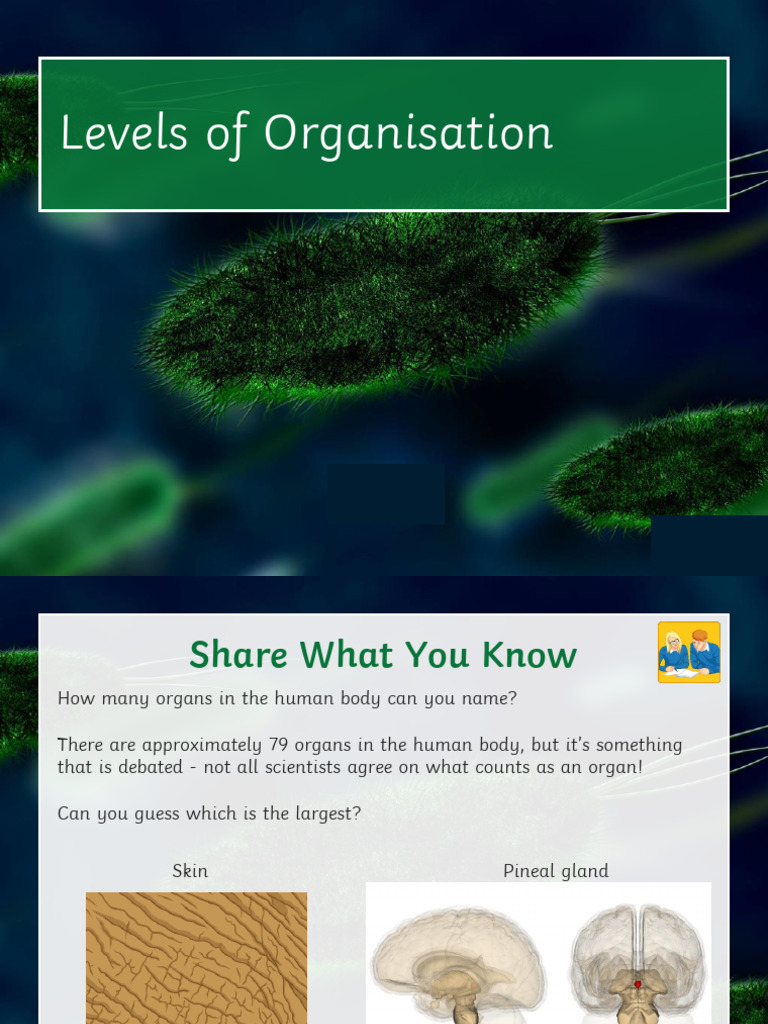 Level of Organization | PDF | Human Body | Tissue (Biology)