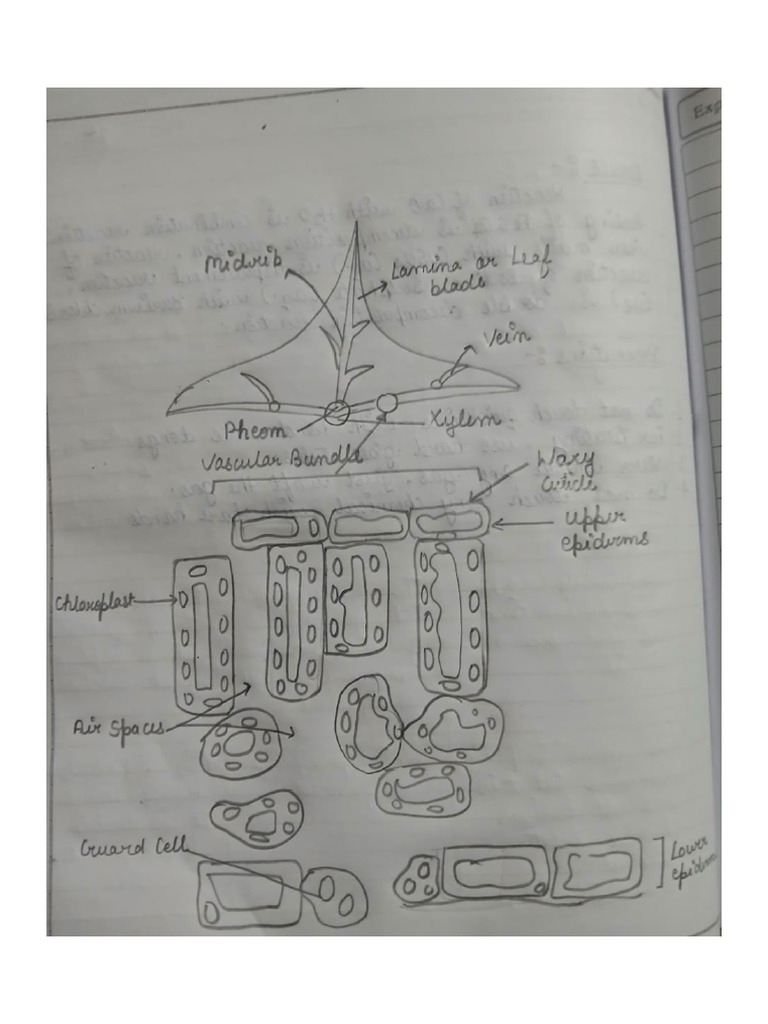 Biology Lab Manual | PDF