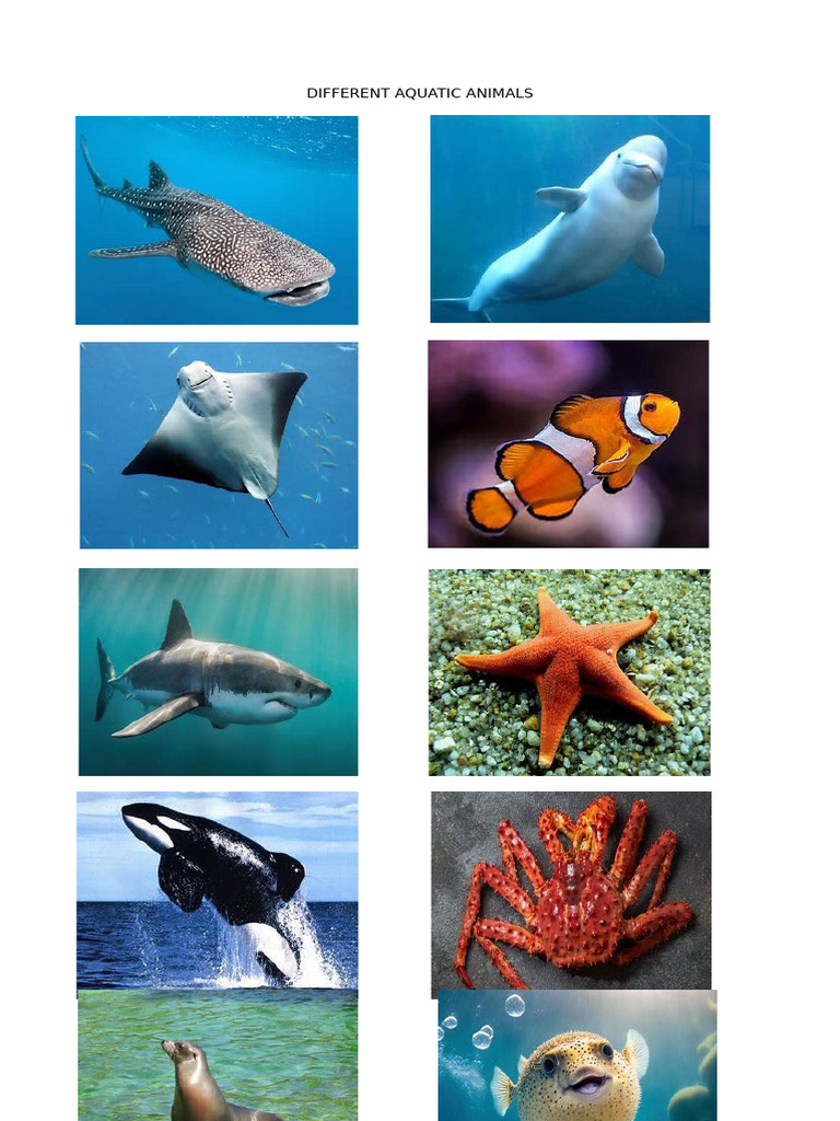 Different Aquatic Animals | PDF