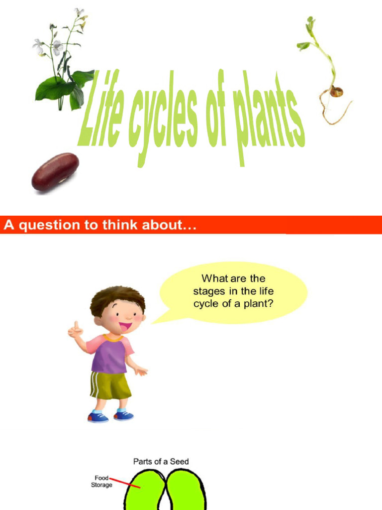 Life Cycle of Bean Plant | PDF