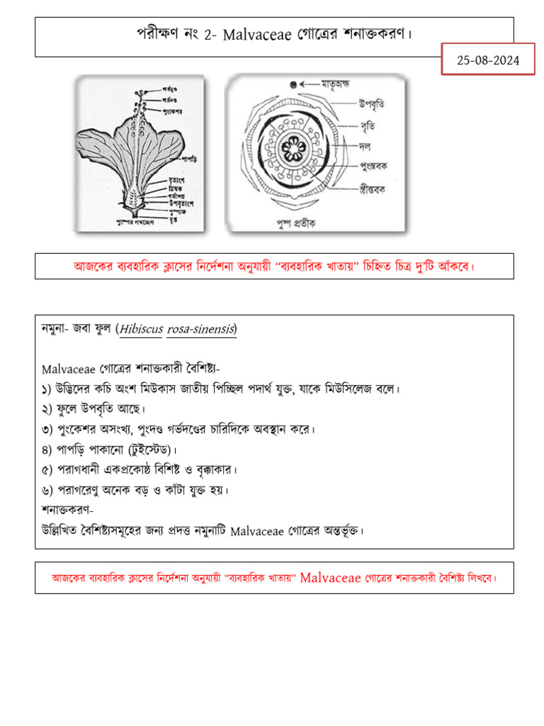 Malvaceae 1 | PDF