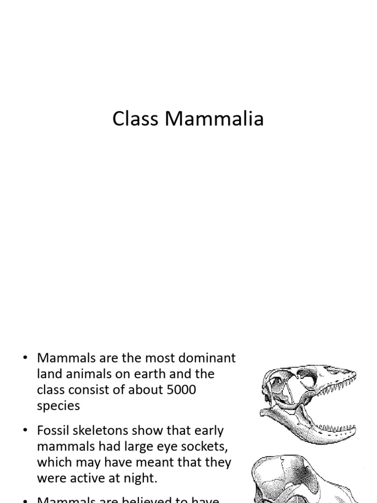 Class Mammalia | PDF | Mammals | Marsupials