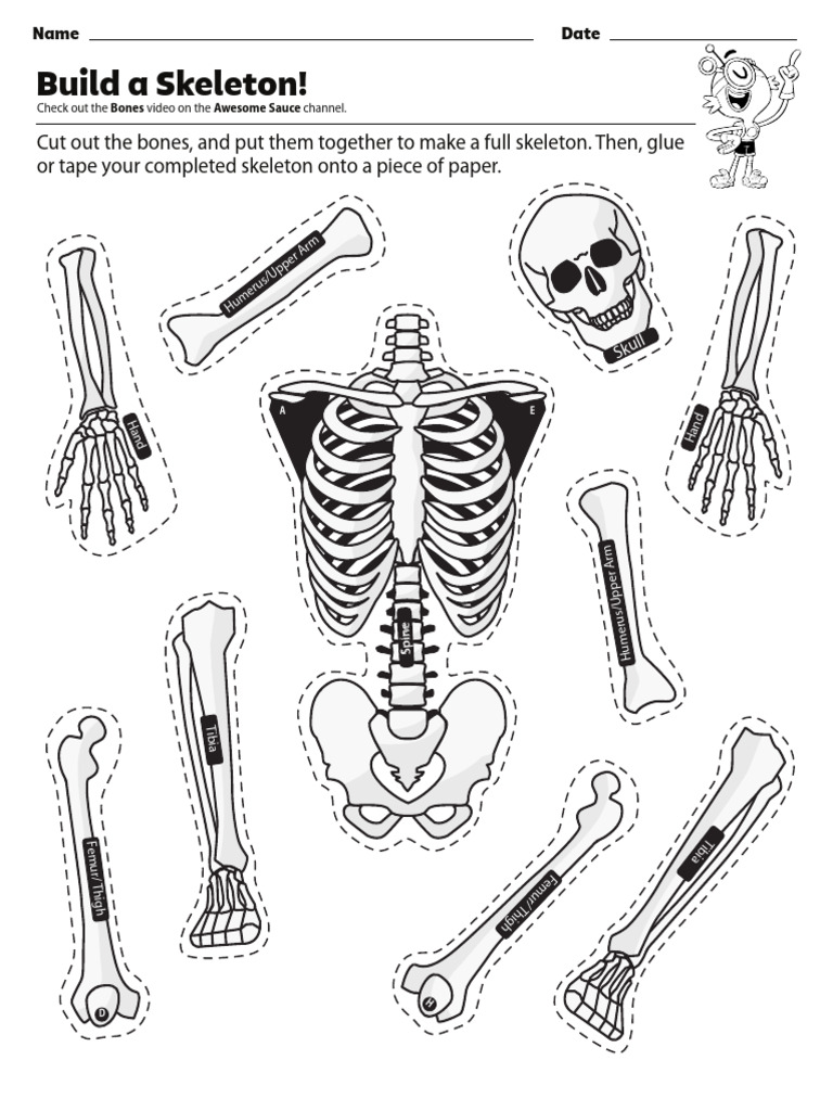 Create Your Own Skeleton Model | PDF | Skeletal System ...