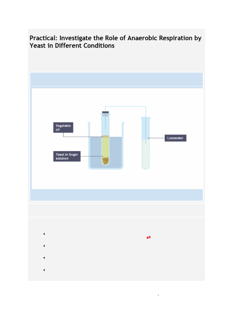 Practical Yeast | PDF