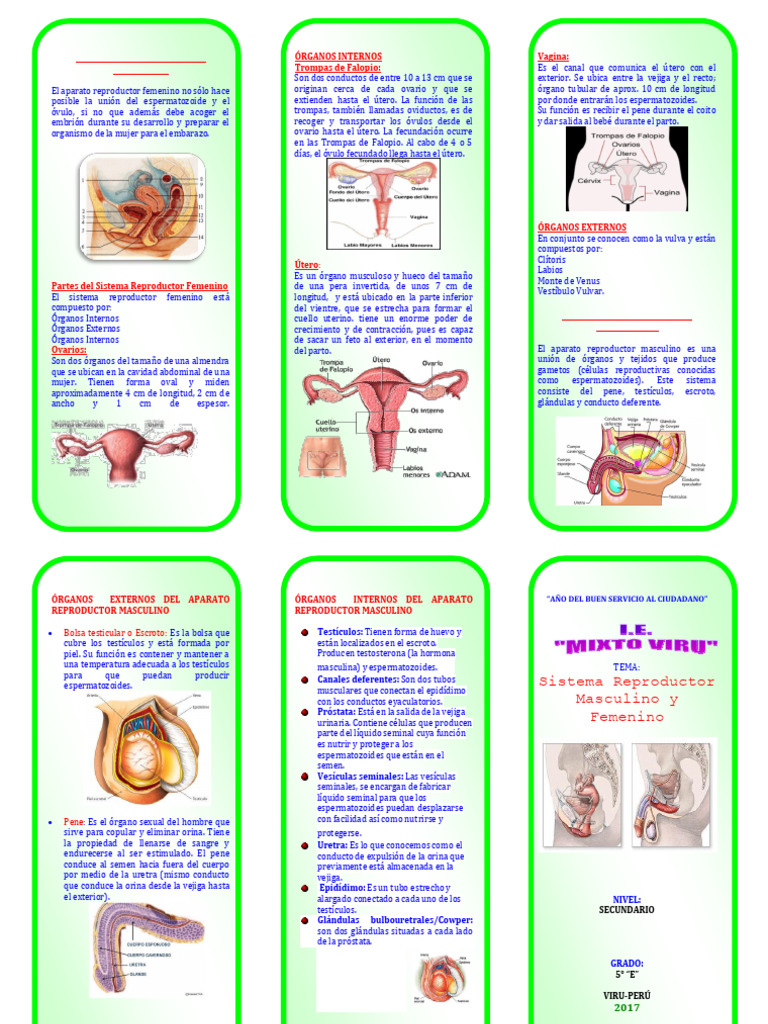 TRIPTICO Aparato Reproductor | PDF | Sistema reproductivo | Útero