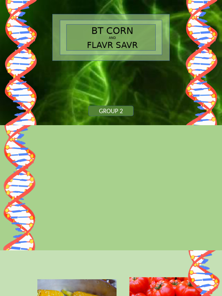 BT Corn & Flavr Savr Overview | PDF | Technology & Engineering