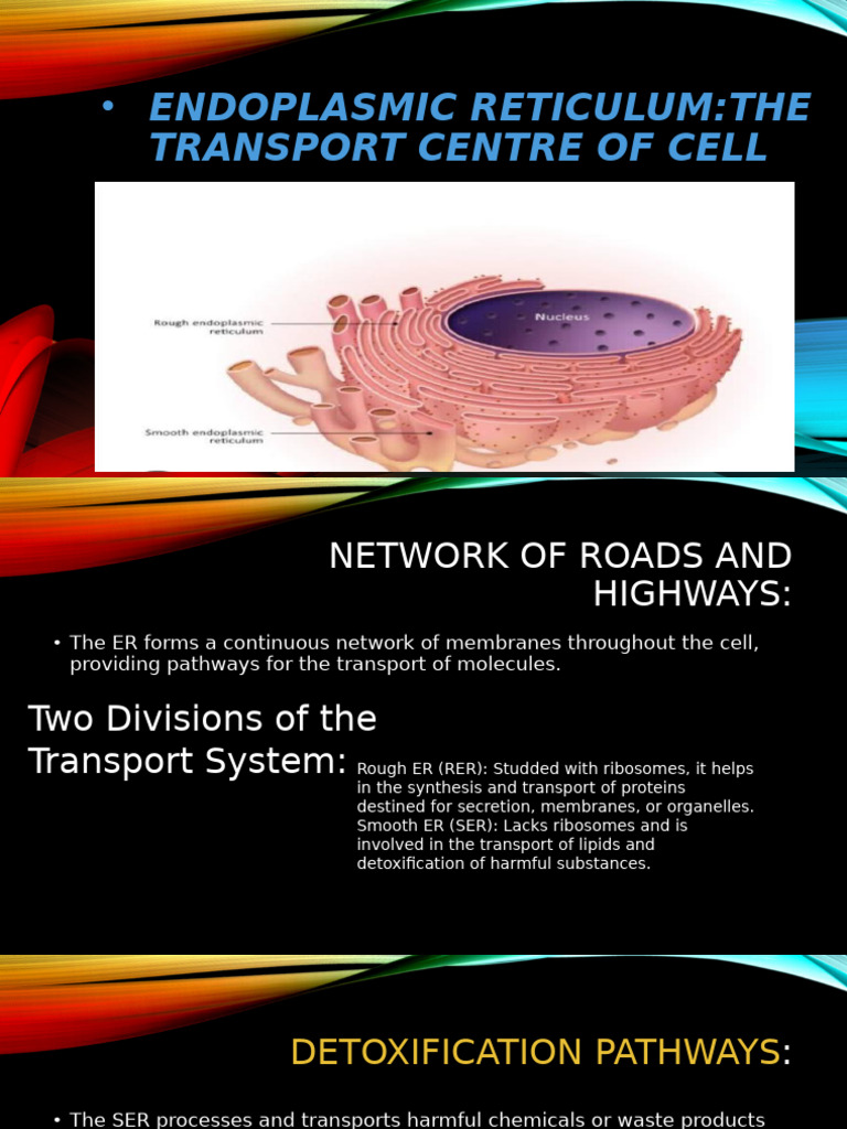 Endoplasmic Reticulum:The Transport Centre of Cell | PDF | Technology & Engineering