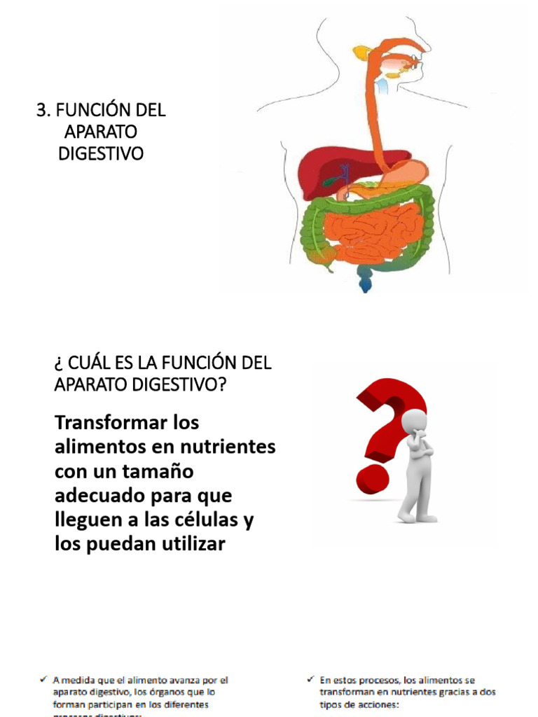 3 Función Del Aparato Digestivo | PDF 3 Función Del Aparato Digestivo | PDF