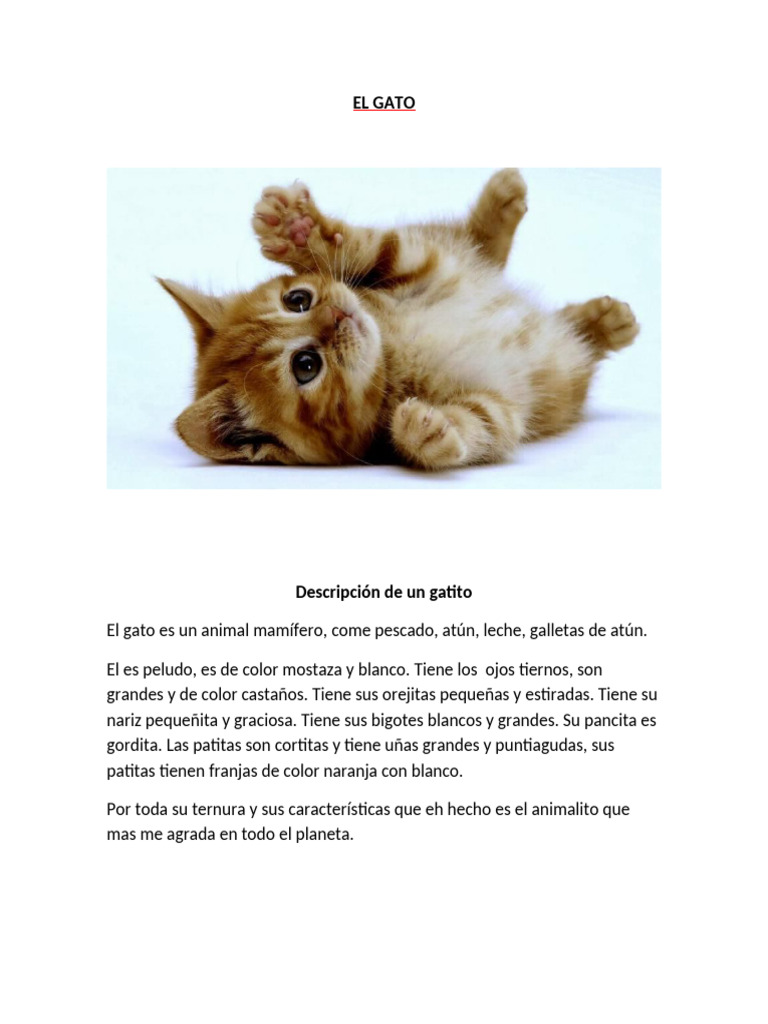 El Gato | PDF