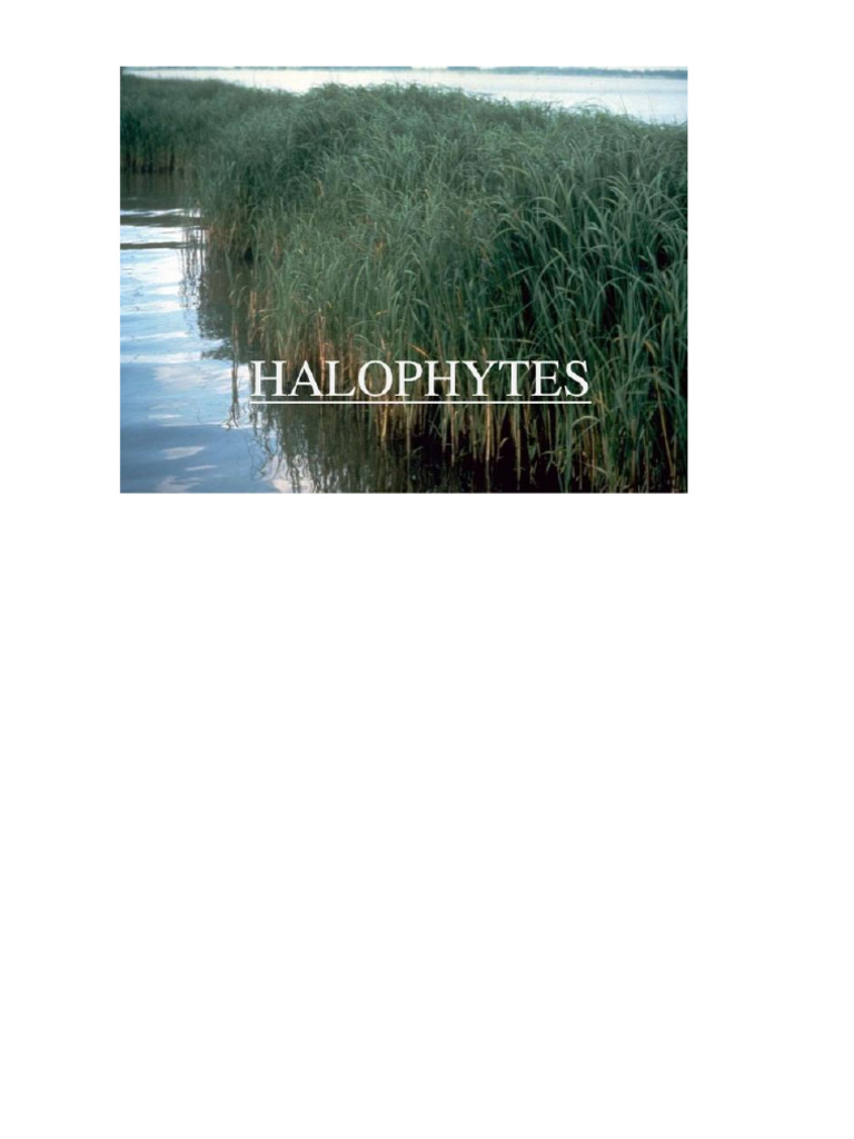 Halophytes With Other Adatation | PDF | Tissue (Biology) | Plant Stem