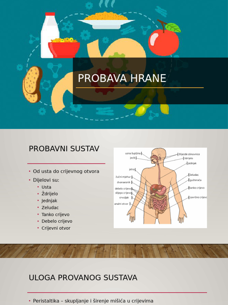 Probava Hrane | PDF