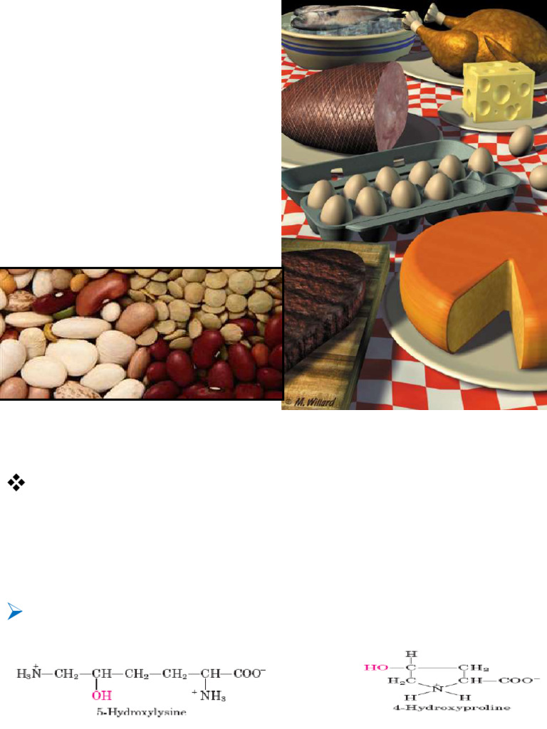 Lec3 Part 2 | PDF | Amino Acid | Protein Structure