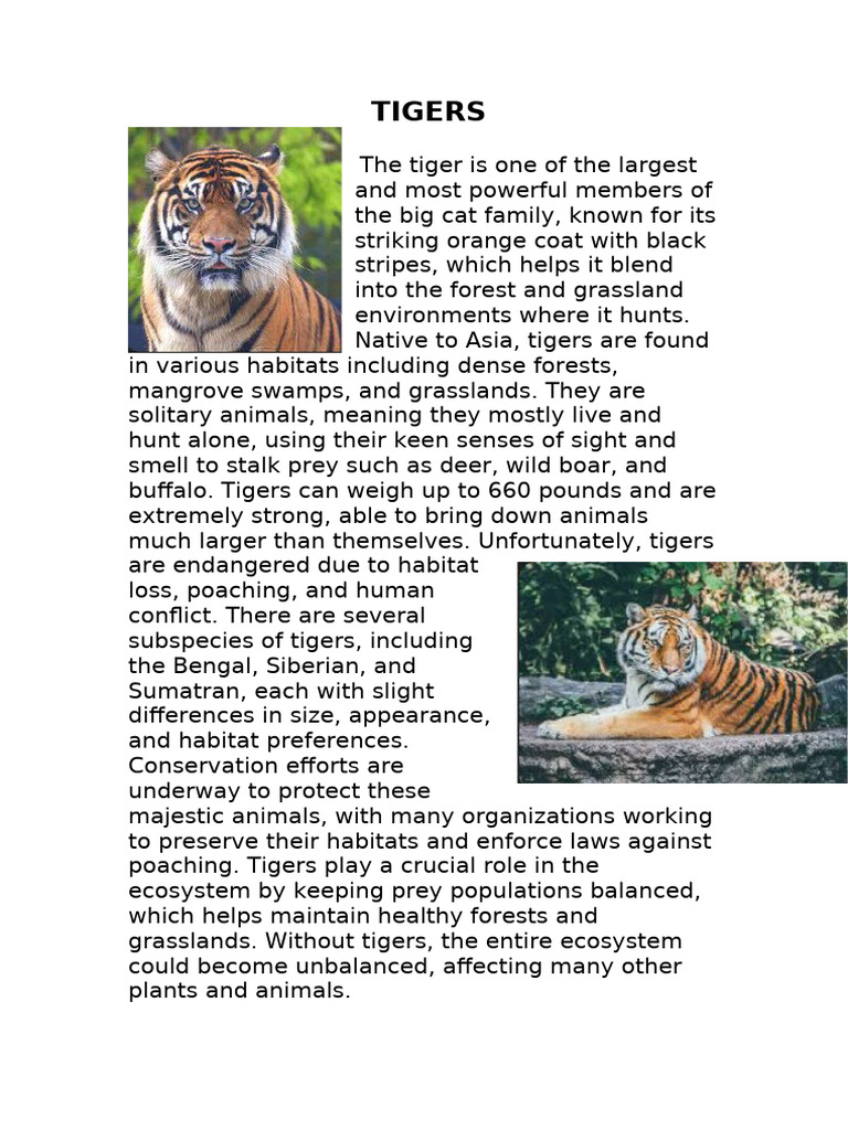TIGERS | PDF