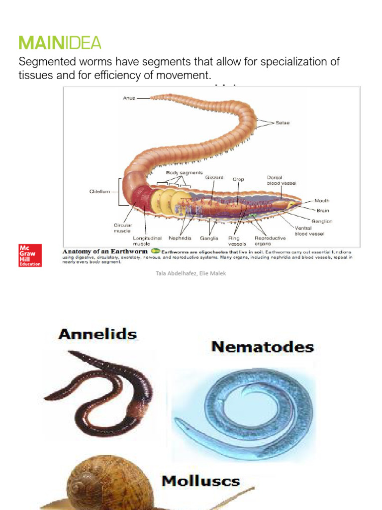 Segmented Worms Have Segments That Allow For Specialization of Tissues and For Efficiency of ...