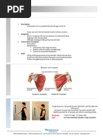 Rotator Cuff and Shoulder Conditioning Program - OrthoInfo - AAOS | PDF | Shoulder | Elbow