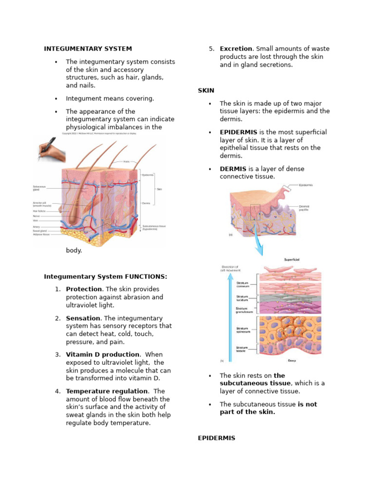 Anaphy Reviewer Integumentary System | PDF | Integumentary System | Skin