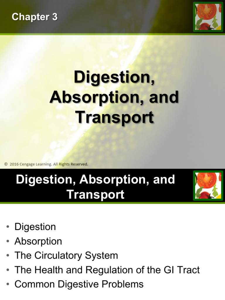 Nutrition Chapter 3 2024 | PDF | Digestion | Stomach