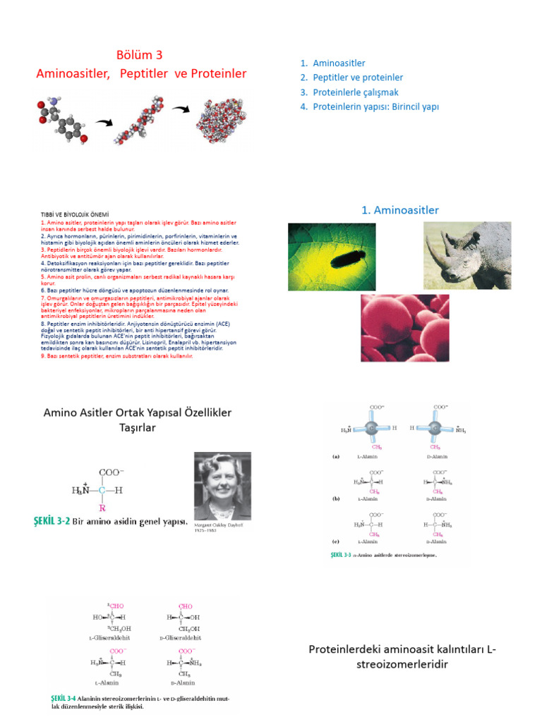 Bolum 3 Aminoasitler Peptitler Ve Proteinler-2022 | PDF