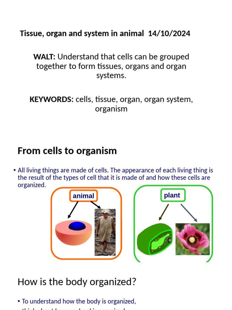 Tissue, Organ and Organ System | PDF | Human Body | Muscle