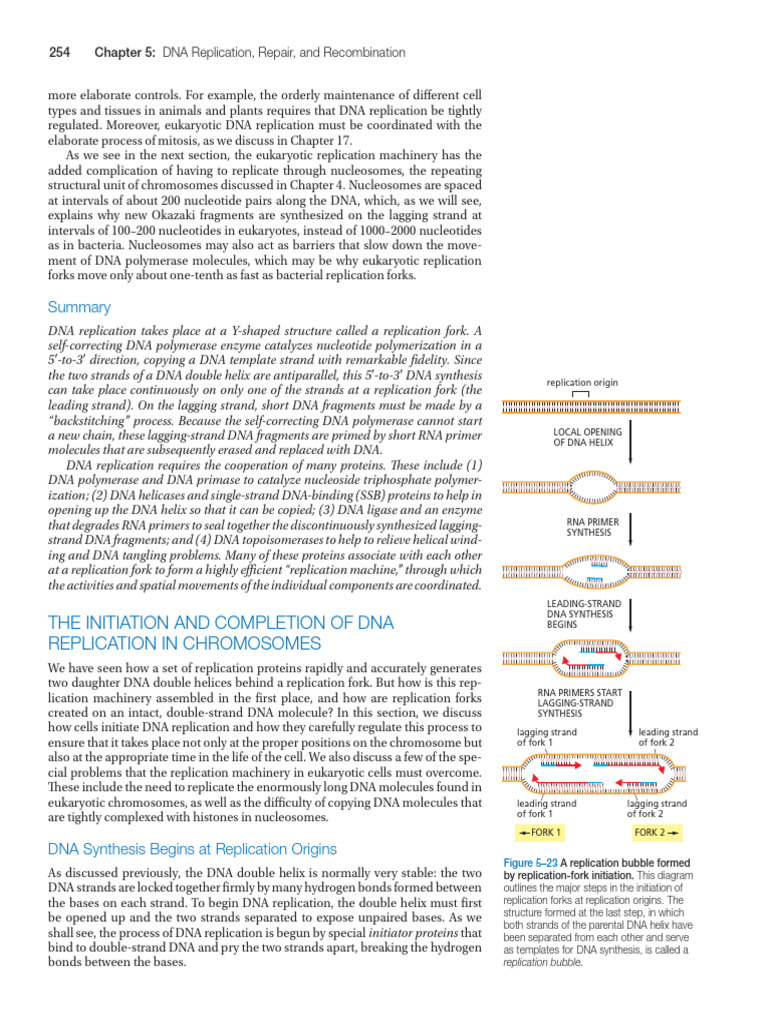 DNA Replication | PDF | Dna Replication | Dna