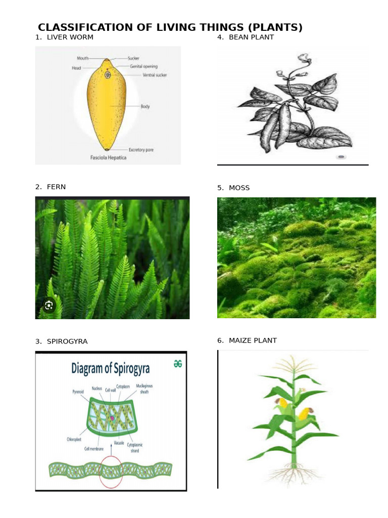 Classification of Living Things | PDF