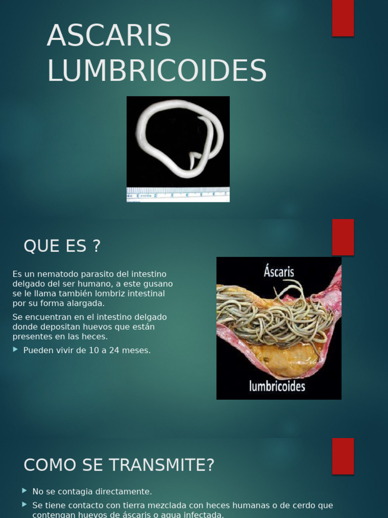 Ascaris Lumbricoides | PDF