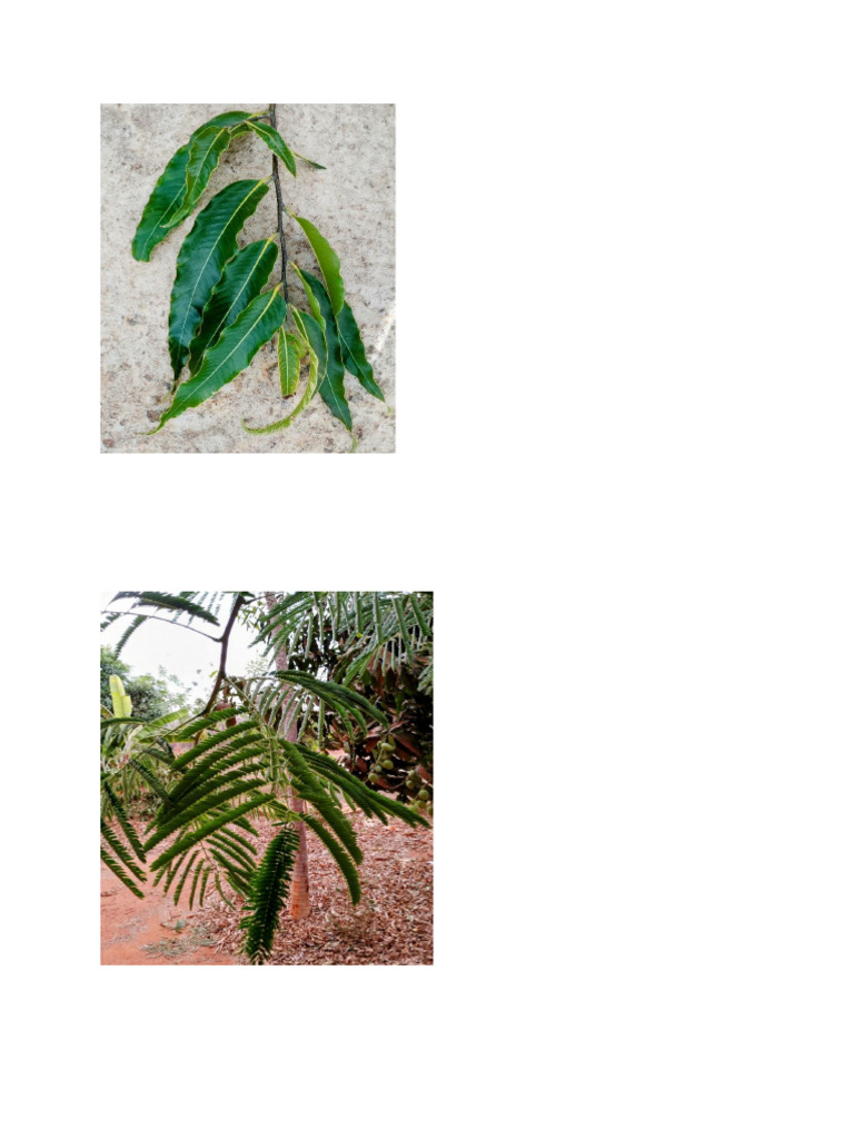 Leaf Morphology Practical | PDF