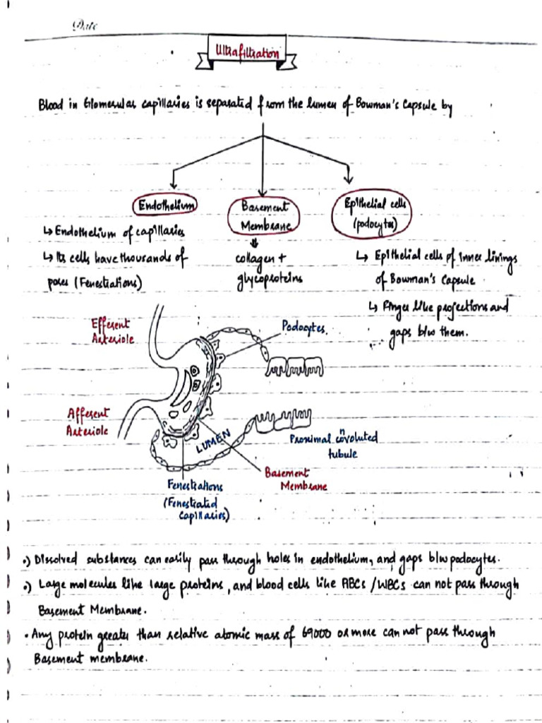 A2 Biology Nephron Notes | PDF
