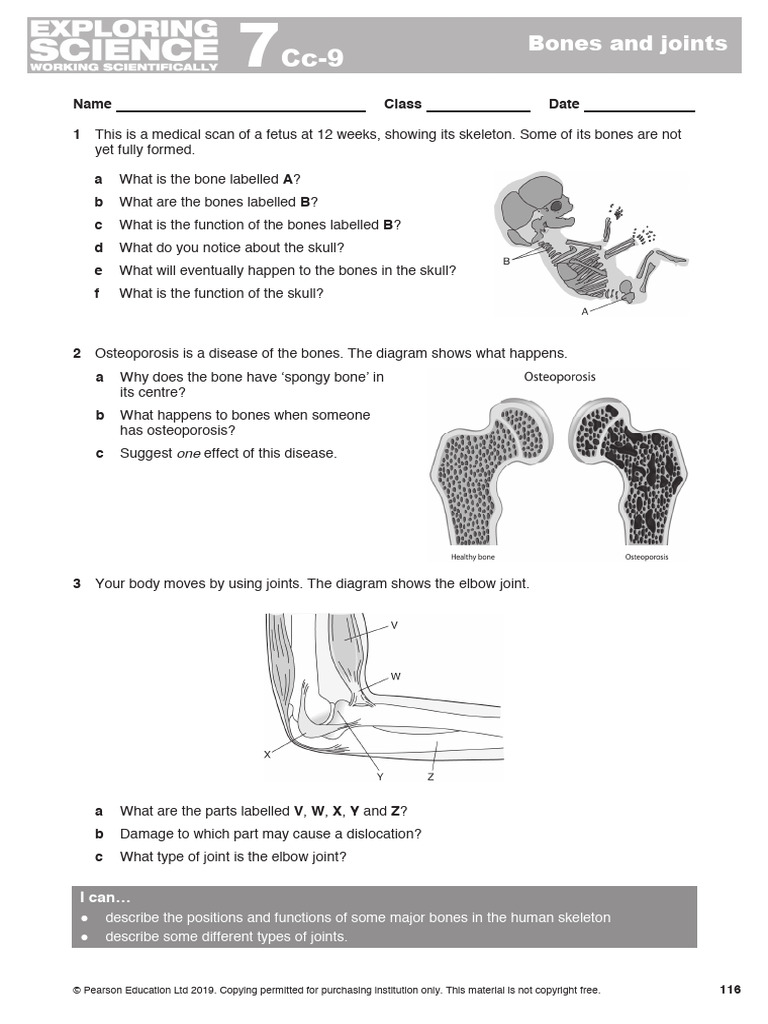 7Cc9 Bones and Joints | PDF | Science & Mathematics
