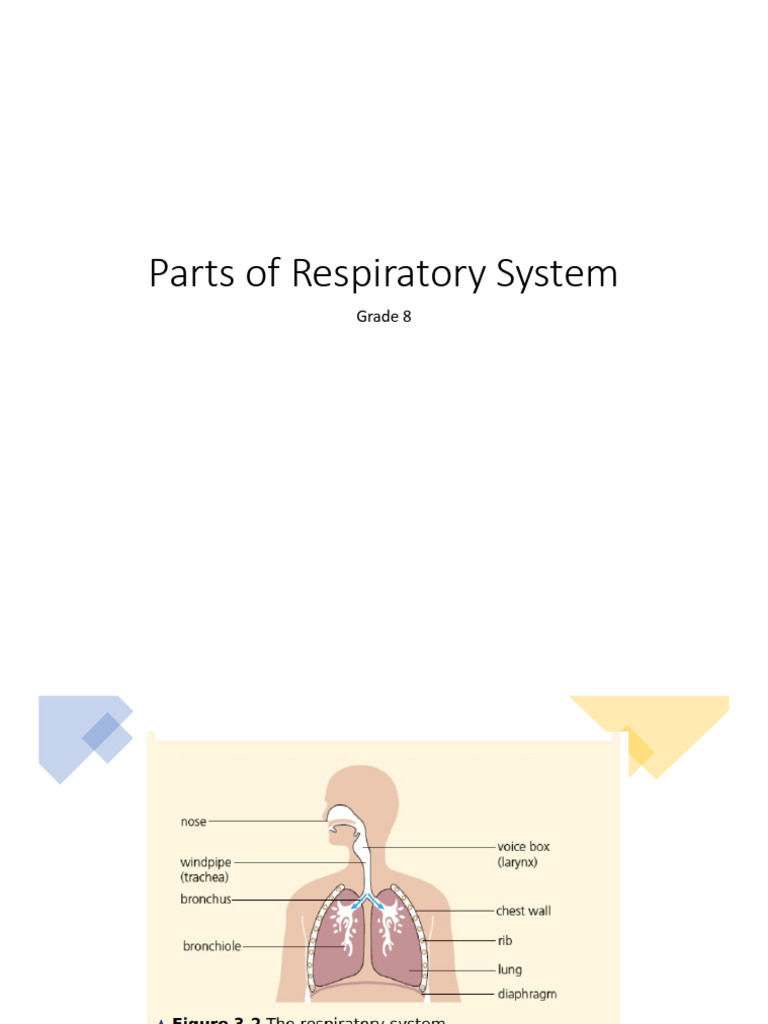 Parts of Respiratory System | PDF | Respiratory Tract | Asthma