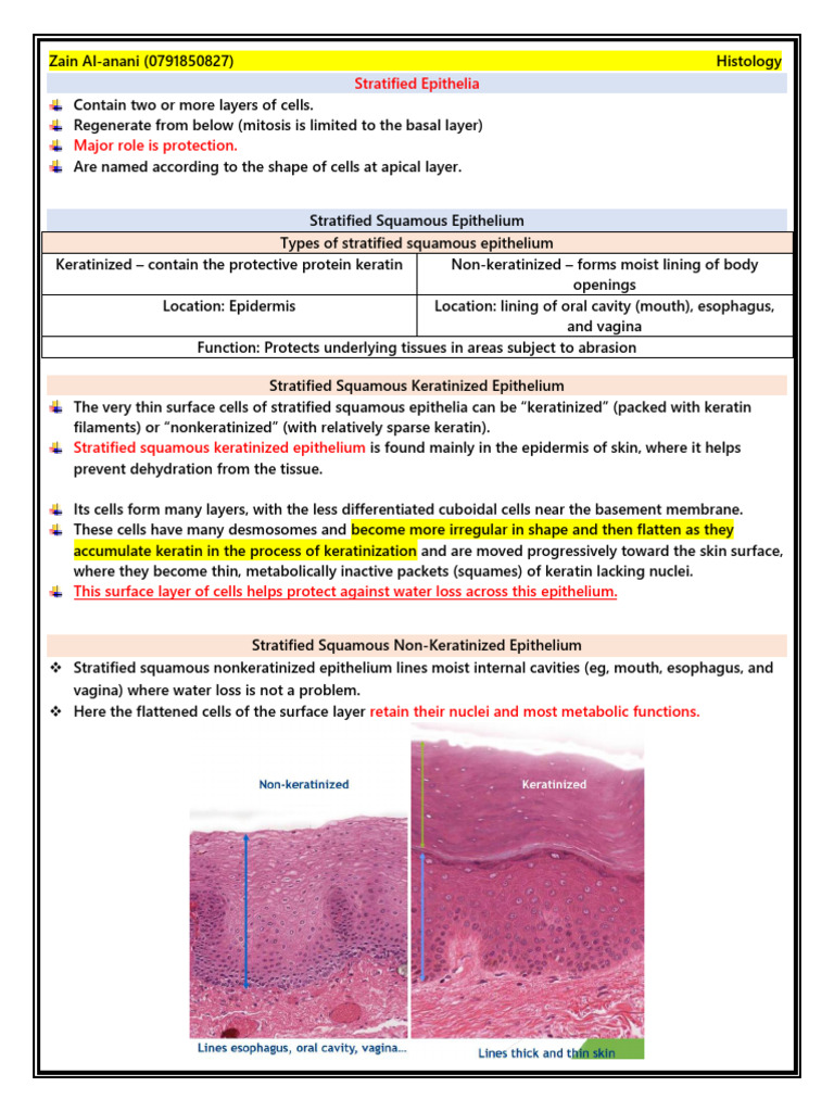 Epithelium - Part 4 | PDF | Epithelium | Tissue (Biology)