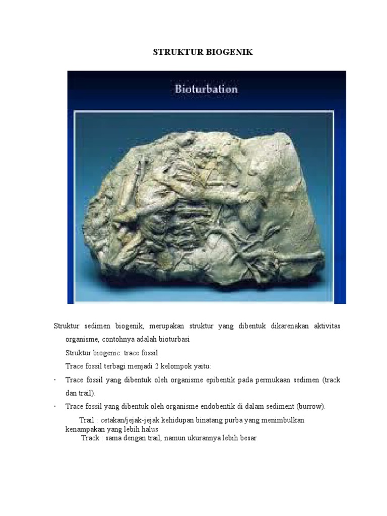 Struktur Biogenik & Laminasi | PDF