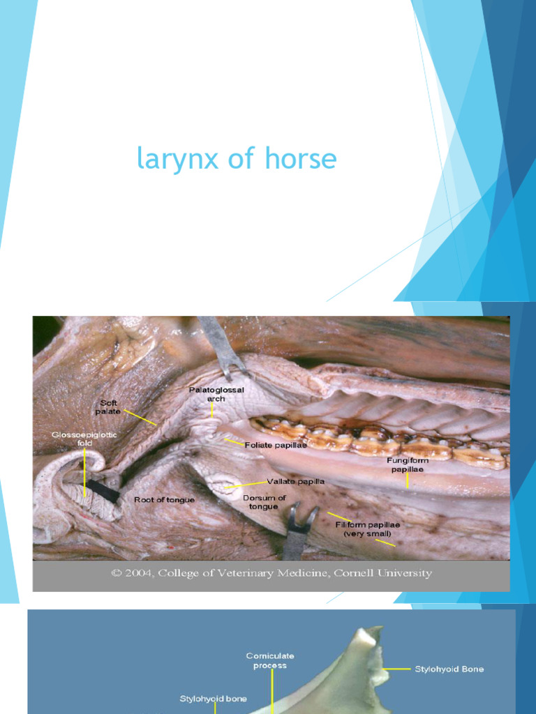 larynx of horse | PDF | Larynx | Human Anatomy