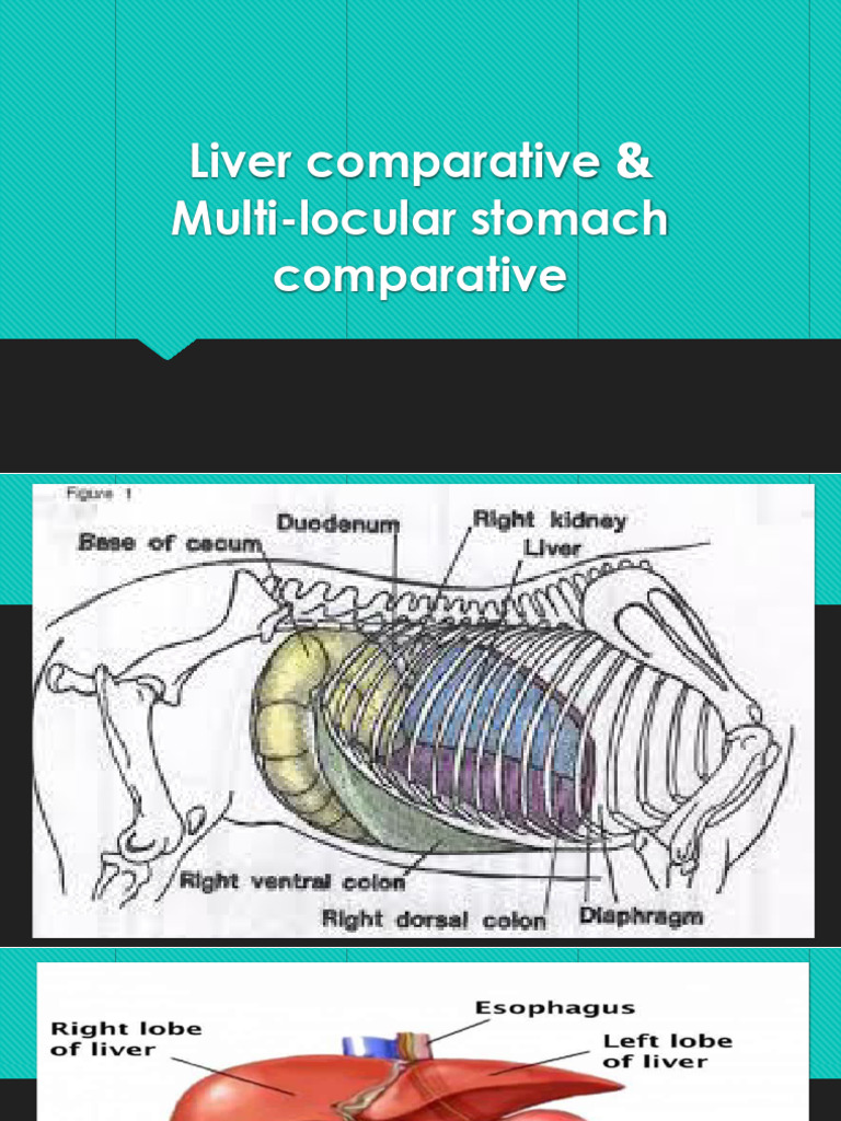 Liver & Multi-Locular Stomach Comparative | PDF